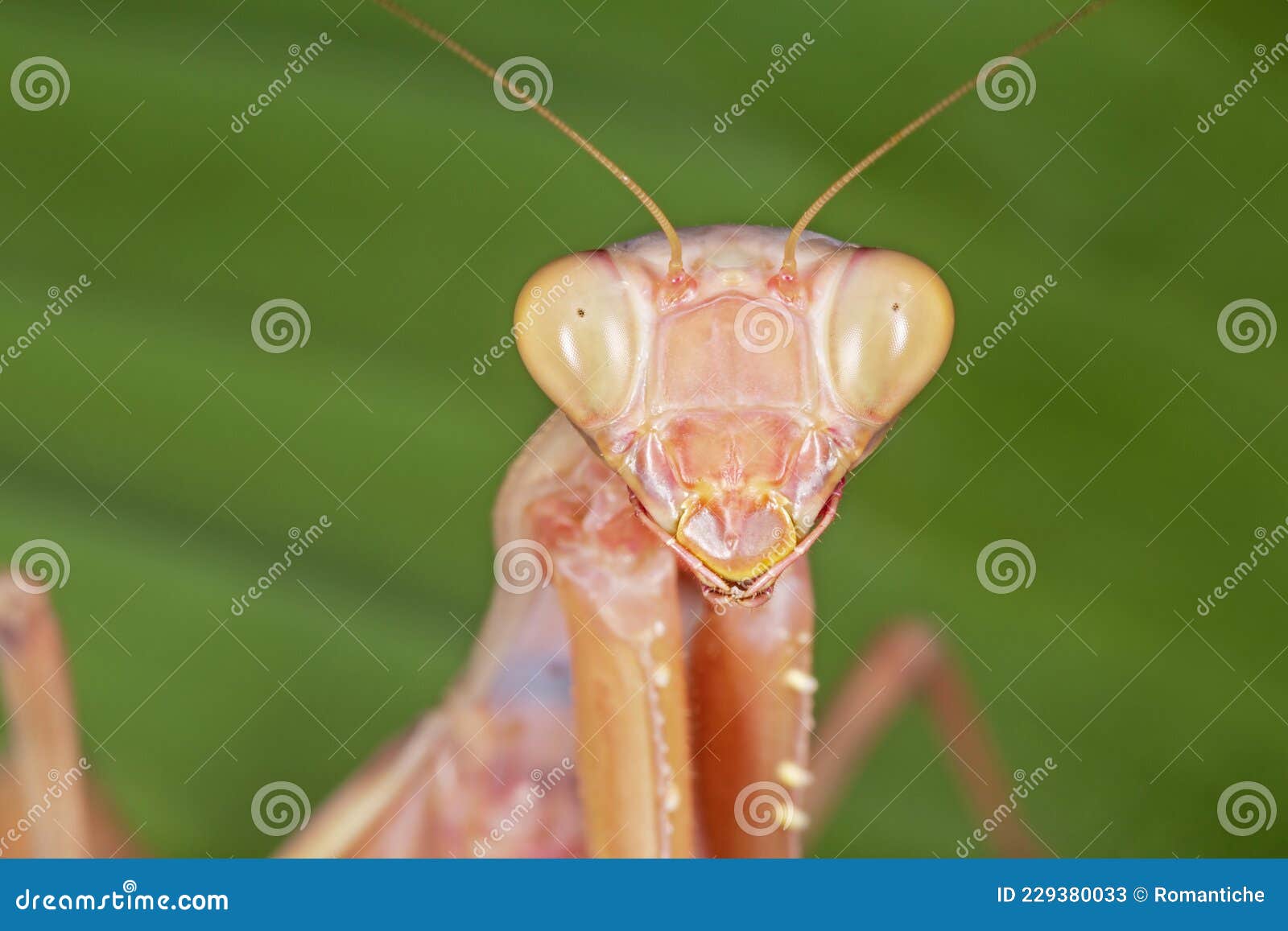 Close Up of Red Mantis Head Stock Image - Image of praying, stare ...