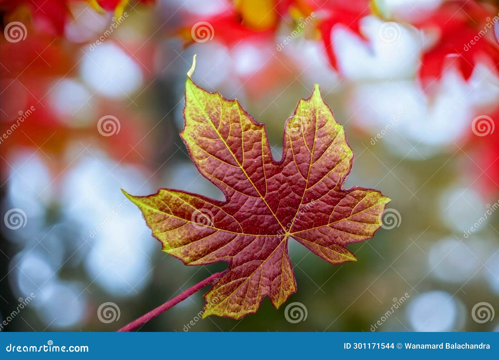 Close Up of a Red Maple Leaf in a Forest on a Maple Tree Branch, Stock ...