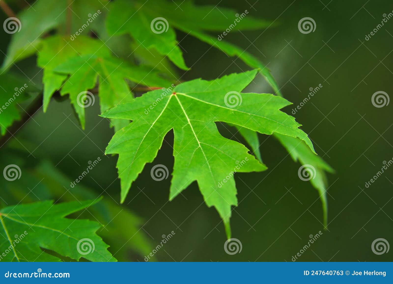 A Close Up of a Red Maple Leaf in the Spring. Stock Image - Image of ...