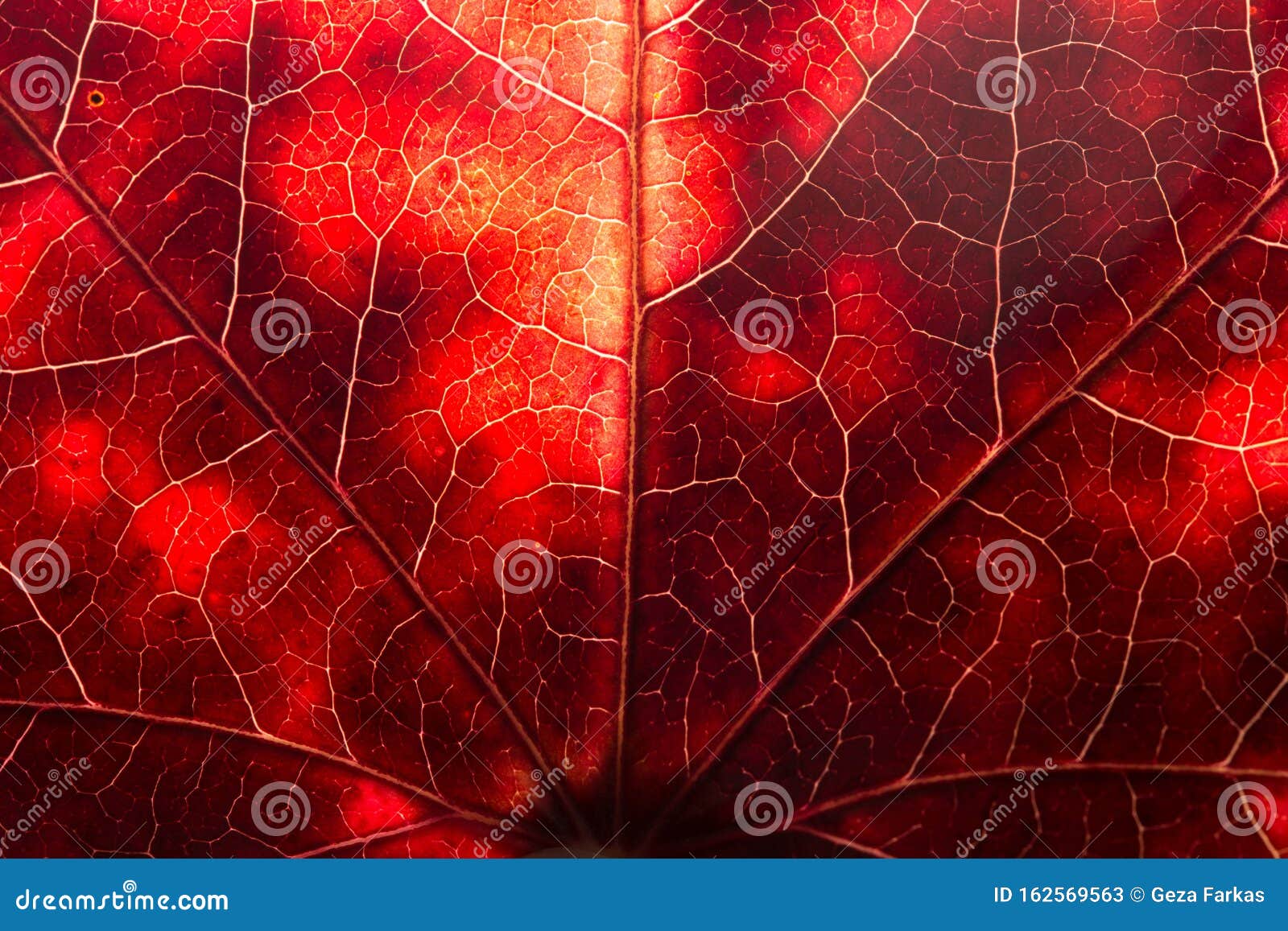 Close Up of Red Maple Leaf Structure Stock Image - Image of botany ...