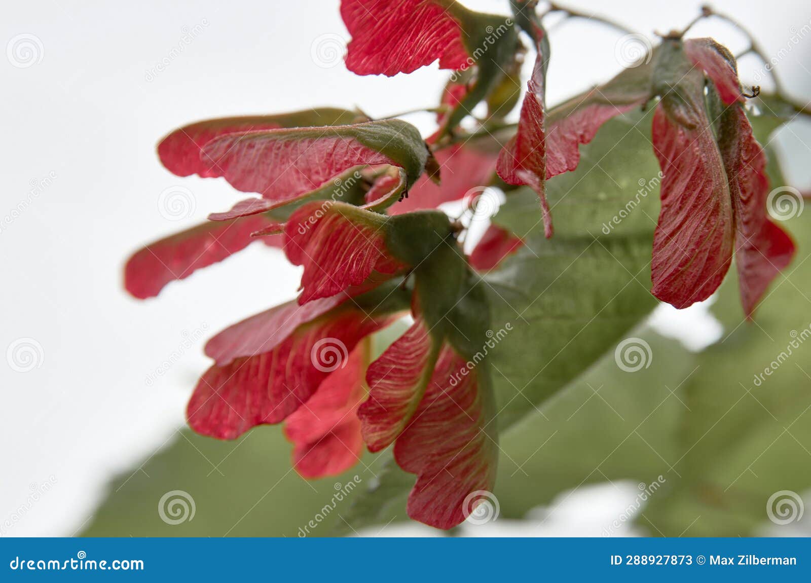 Close-up of Red Maple Seeds on a Green Tree Stock Image - Image of ...