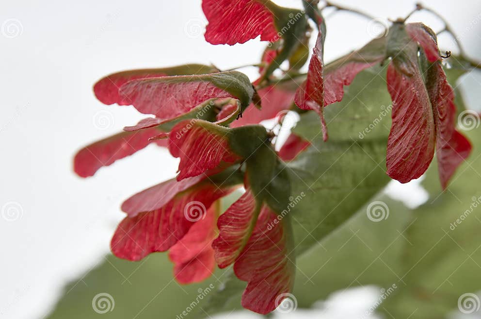 Close-up of Red Maple Seeds on a Green Tree Stock Image - Image of ...