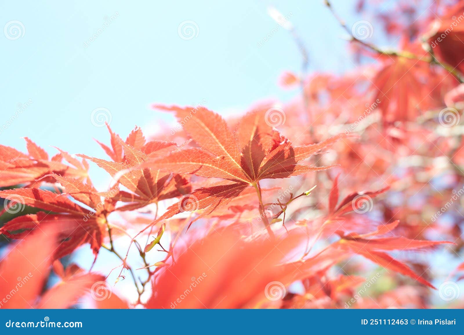 Close Up of Red Maple Tree. Red Maple Leaf with a Textured Stone ...