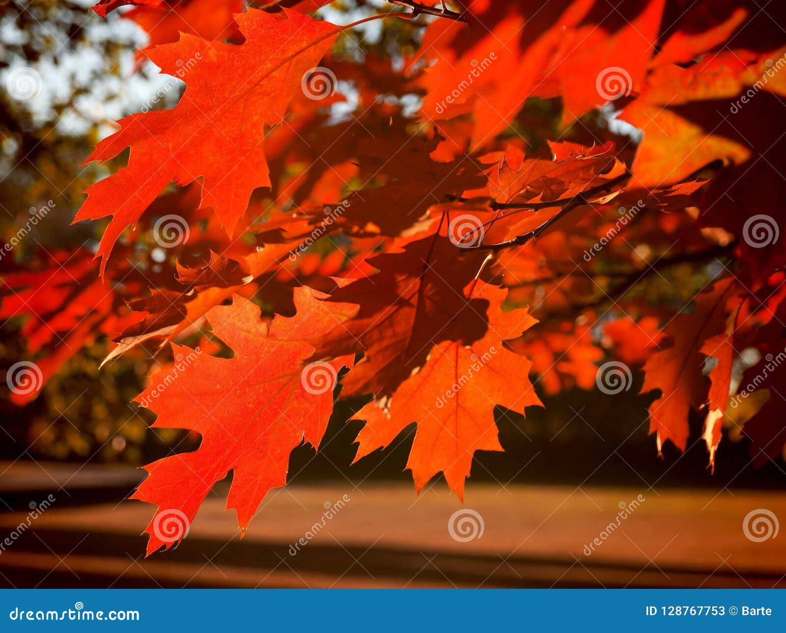 Red maple tree stock image. Image of leaf, bright, autumn - 128767753
