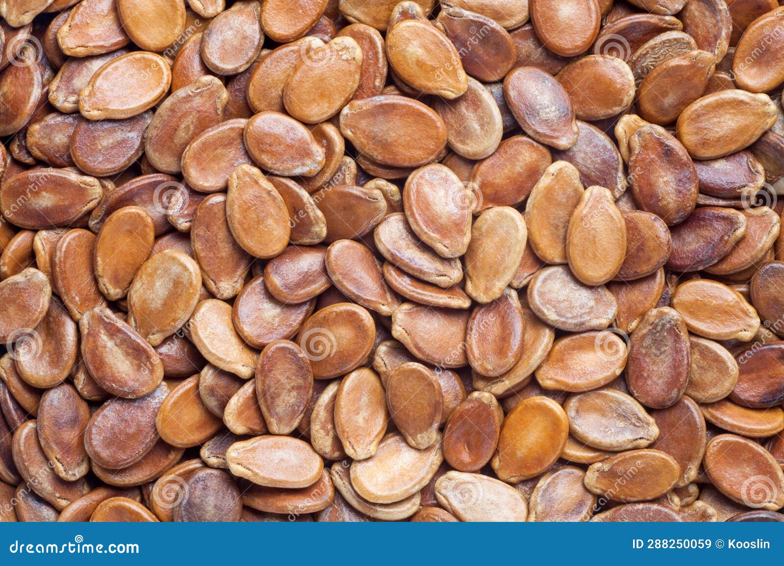 Close-up of red melon seed stock image. Image of health - 288250059