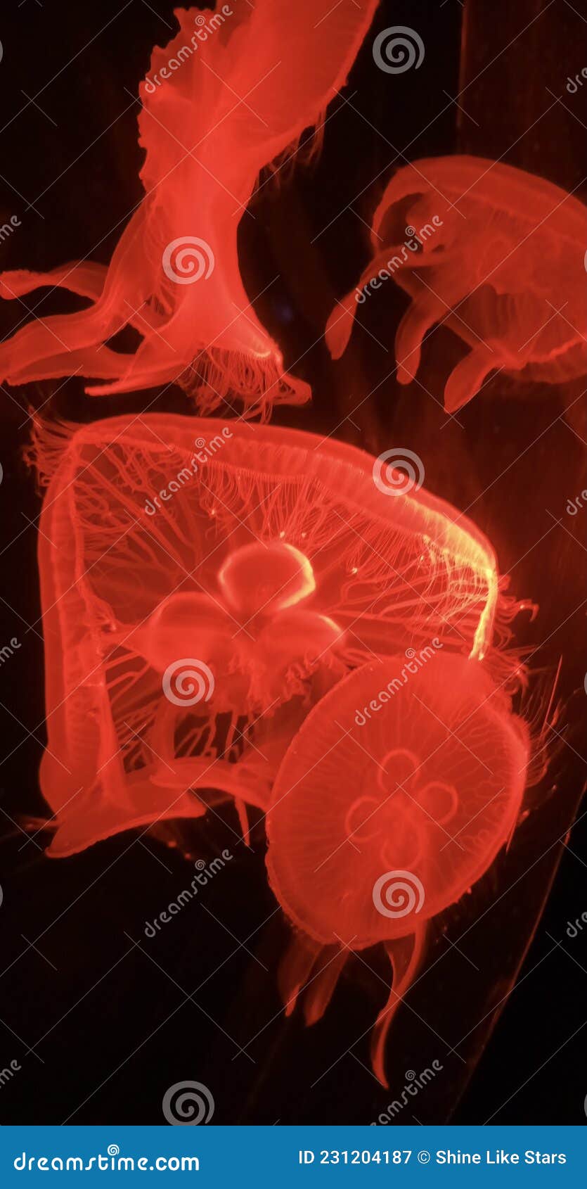 Close-up of Red Moon Jellyfish Stock Image - Image of jellyfish ...