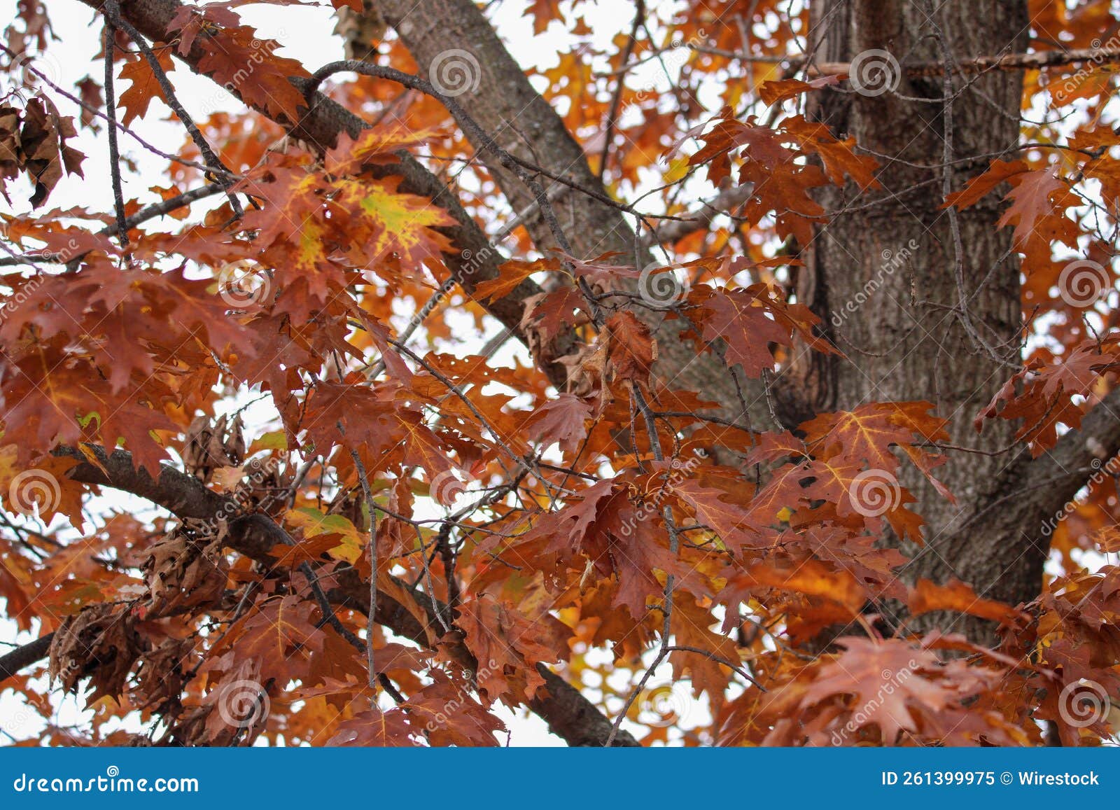 Close-up of a Red Oak Tree in Autumn, Perfect for Wallpapers and ...