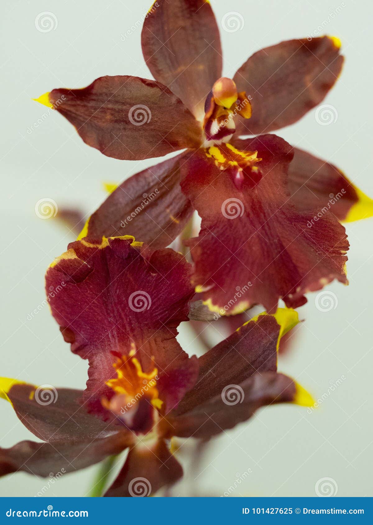 Red Oncidium Orchid stock image. Image of scenic, yellow - 101427625