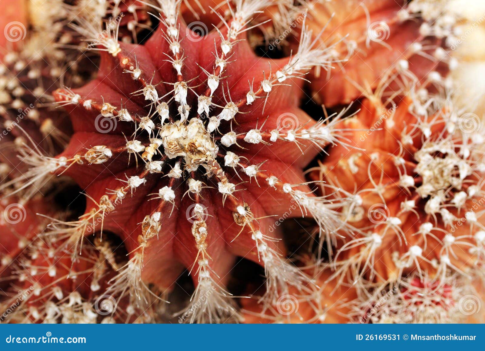Close-up of Red & Orange Melon Cactus with Spines Stock Image - Image ...