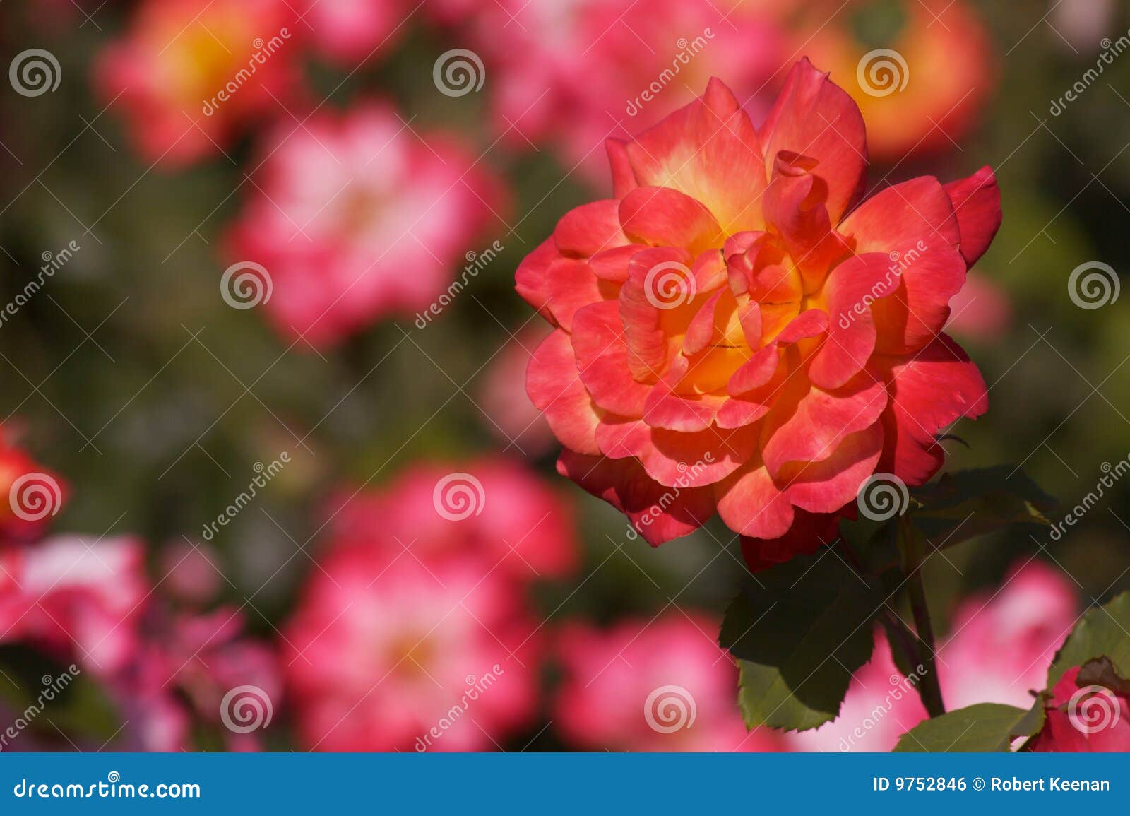 Close up Red Orange Roses stock photo. Image of natural - 9752846