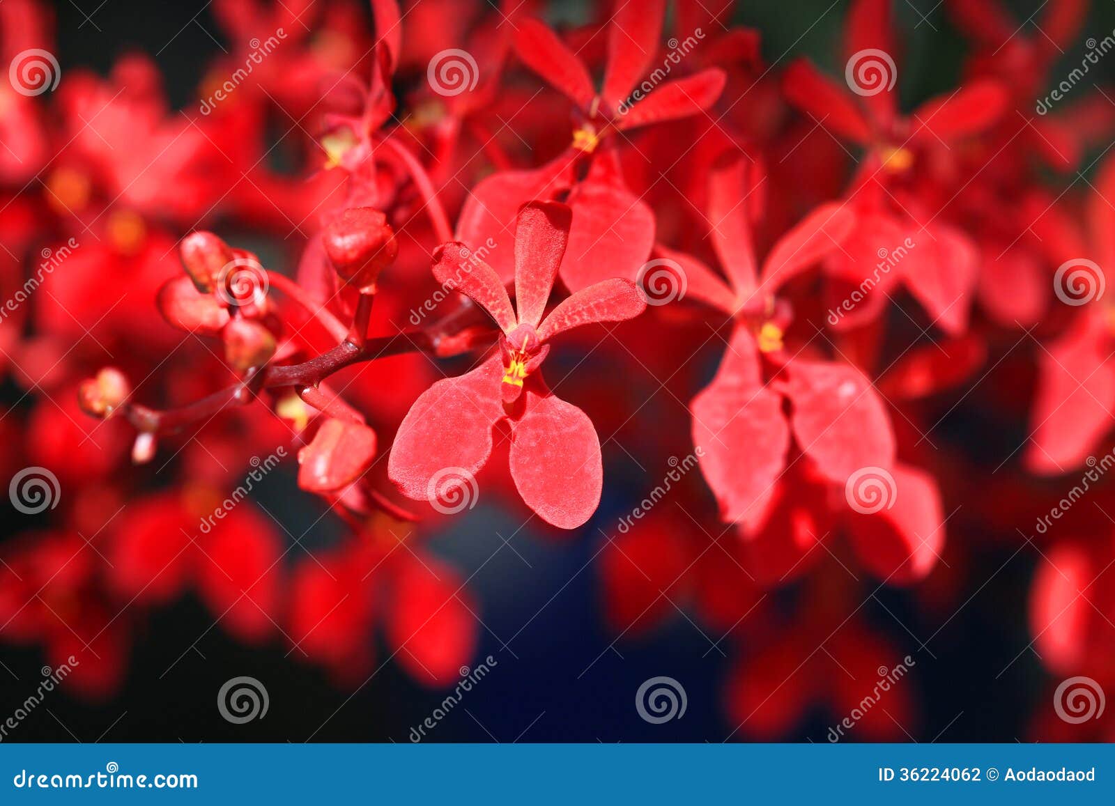 32,046 Red Orchid Background Stock Photos - Free & Royalty-Free Stock ...