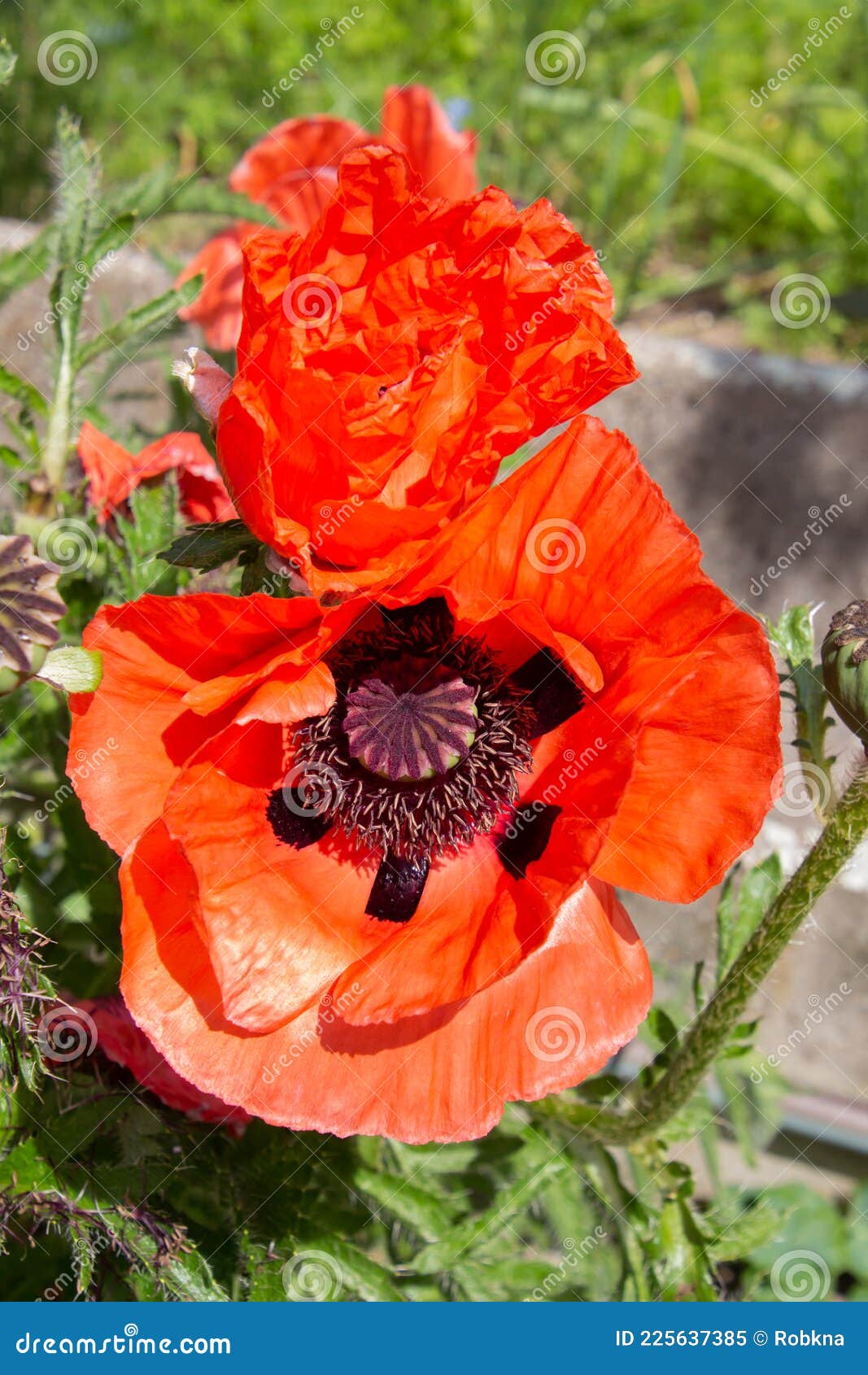 Close Up of a Red Oriental Poppy Stock Image - Image of capsule ...