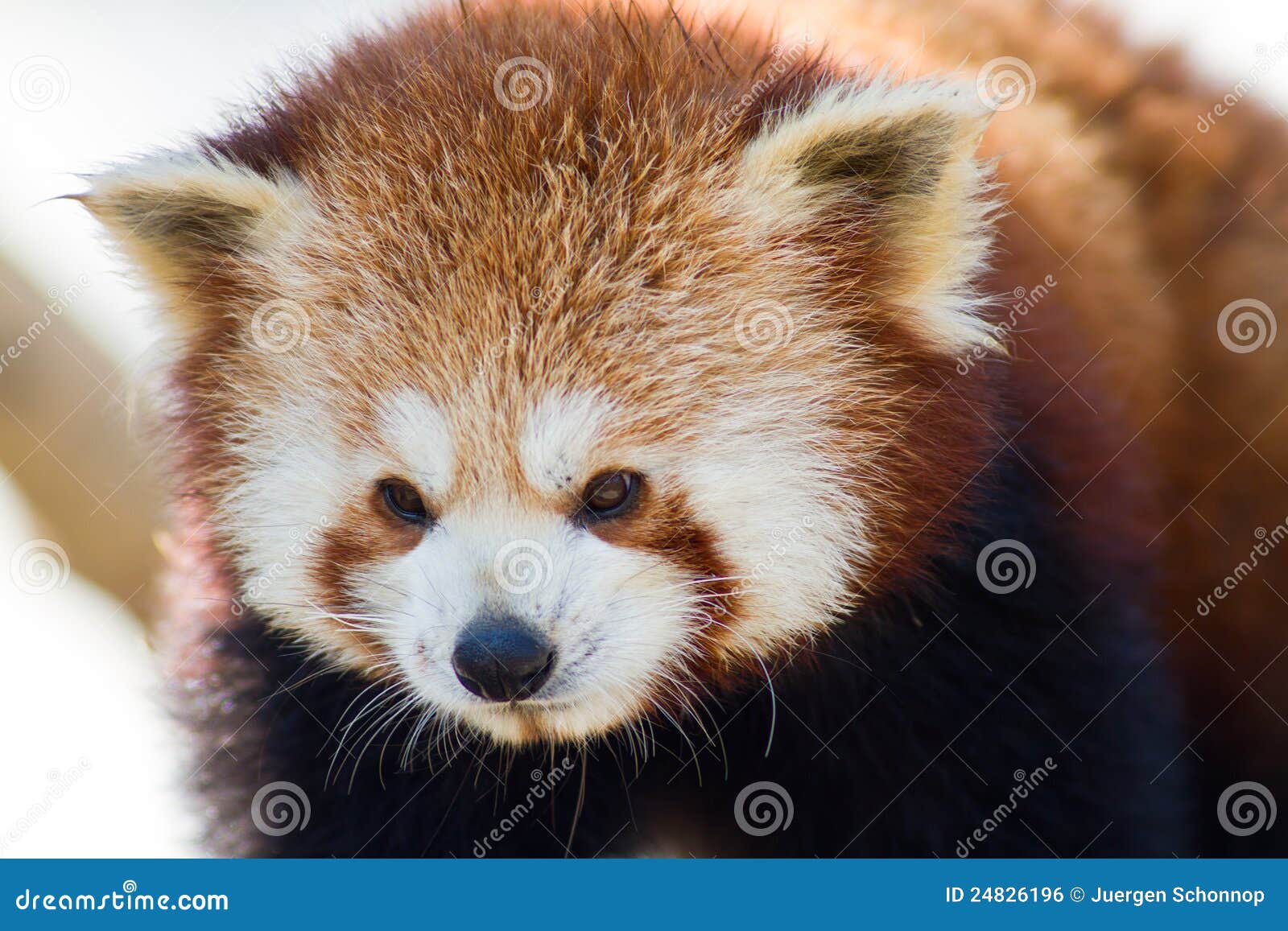Close up of a Red Panda stock photo. Image of forest - 24826196
