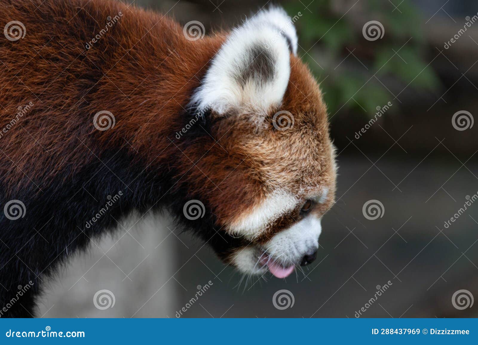 Close Up Red Panda, Lesser Panda Stock Image - Image of brown, mammal ...