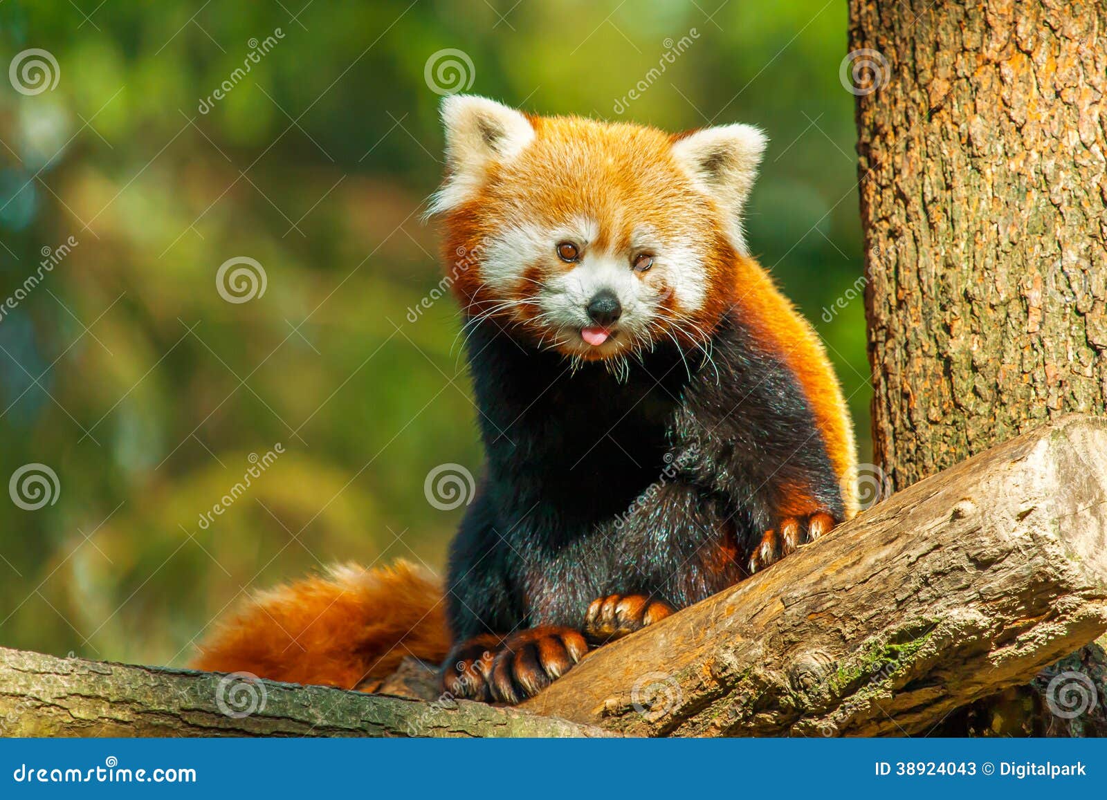 Close up of red panda stock image. Image of animal, panda - 38924043