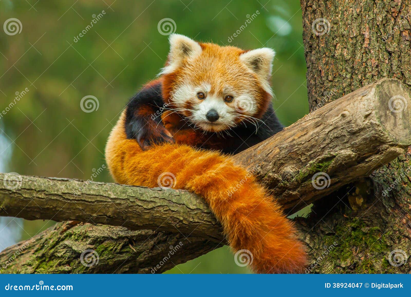 Close up of red panda stock image. Image of mammal, bear - 38924047