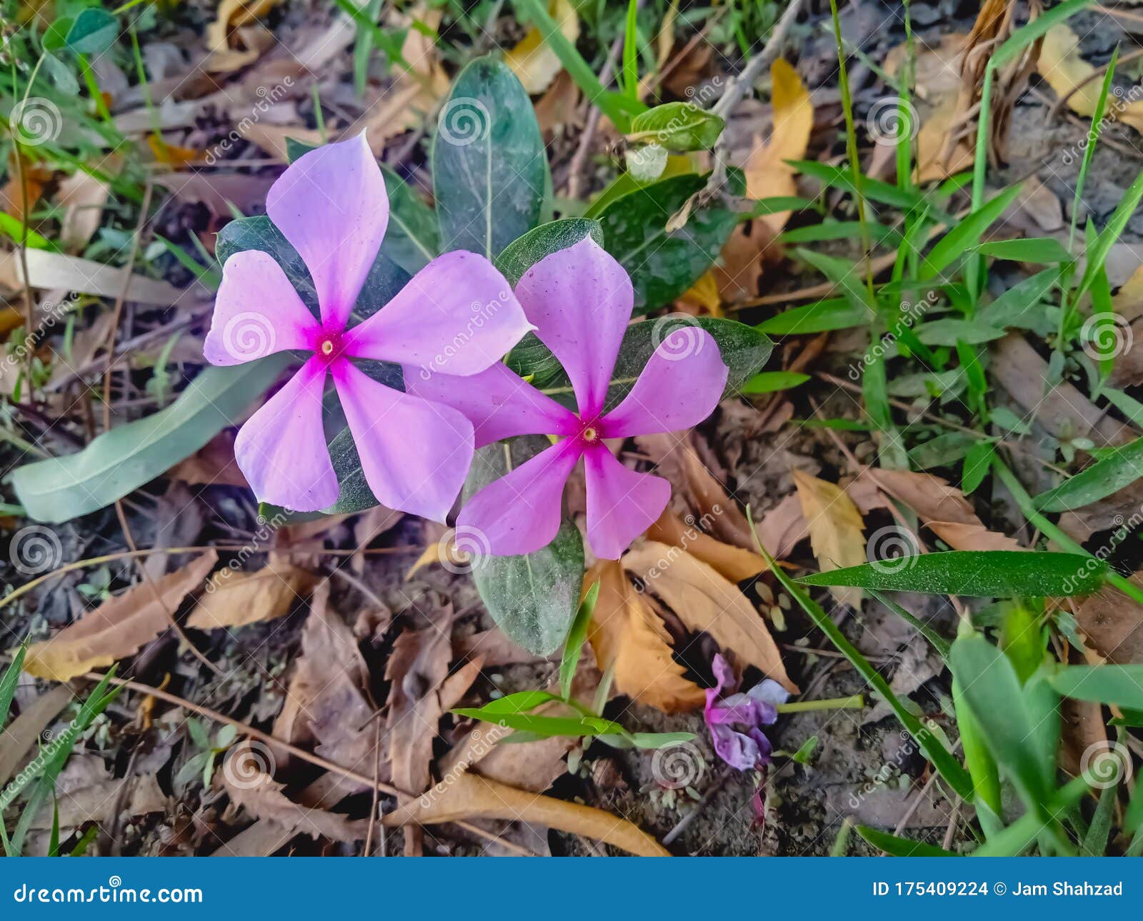 Close Up of Red Periwinkle Flower. Stock Photo - Image of periwinkle ...