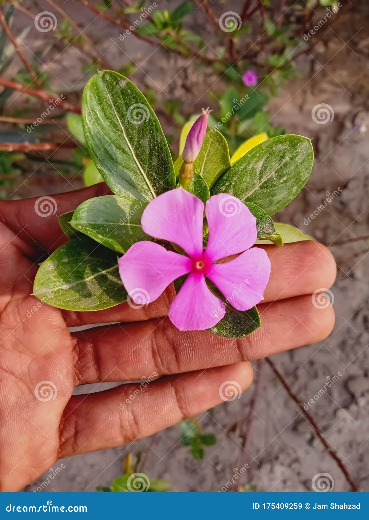 Close Up of Red Periwinkle Flower. Stock Image - Image of colorful ...