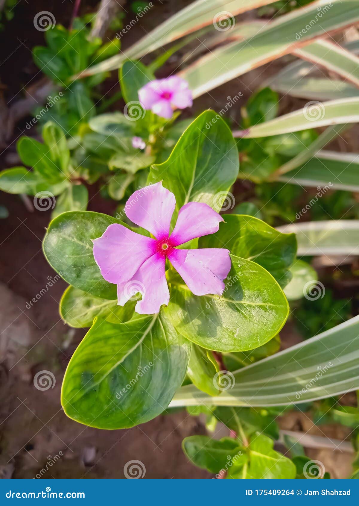 Close Up of Red Periwinkle Flower. Stock Photo - Image of spring, color ...