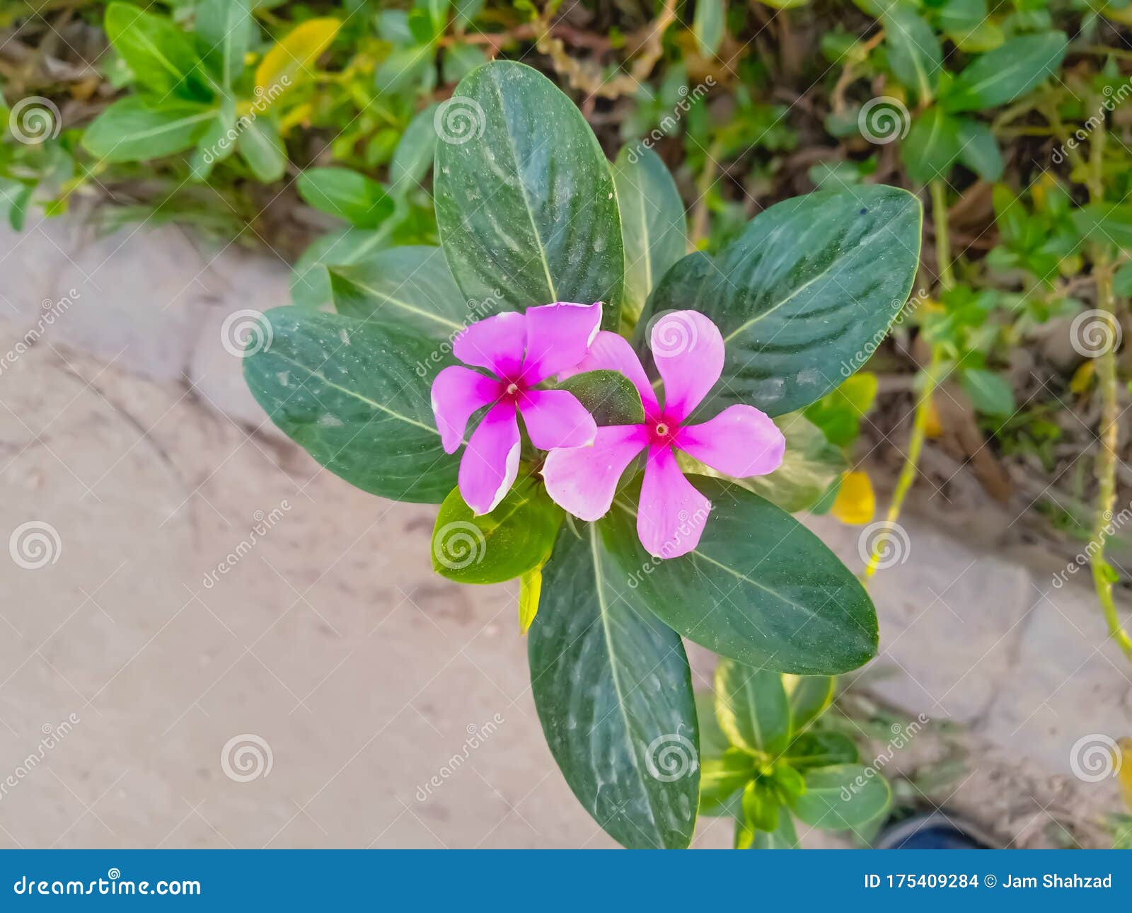 Close Up of Red Periwinkle Flower. Stock Photo - Image of floral ...