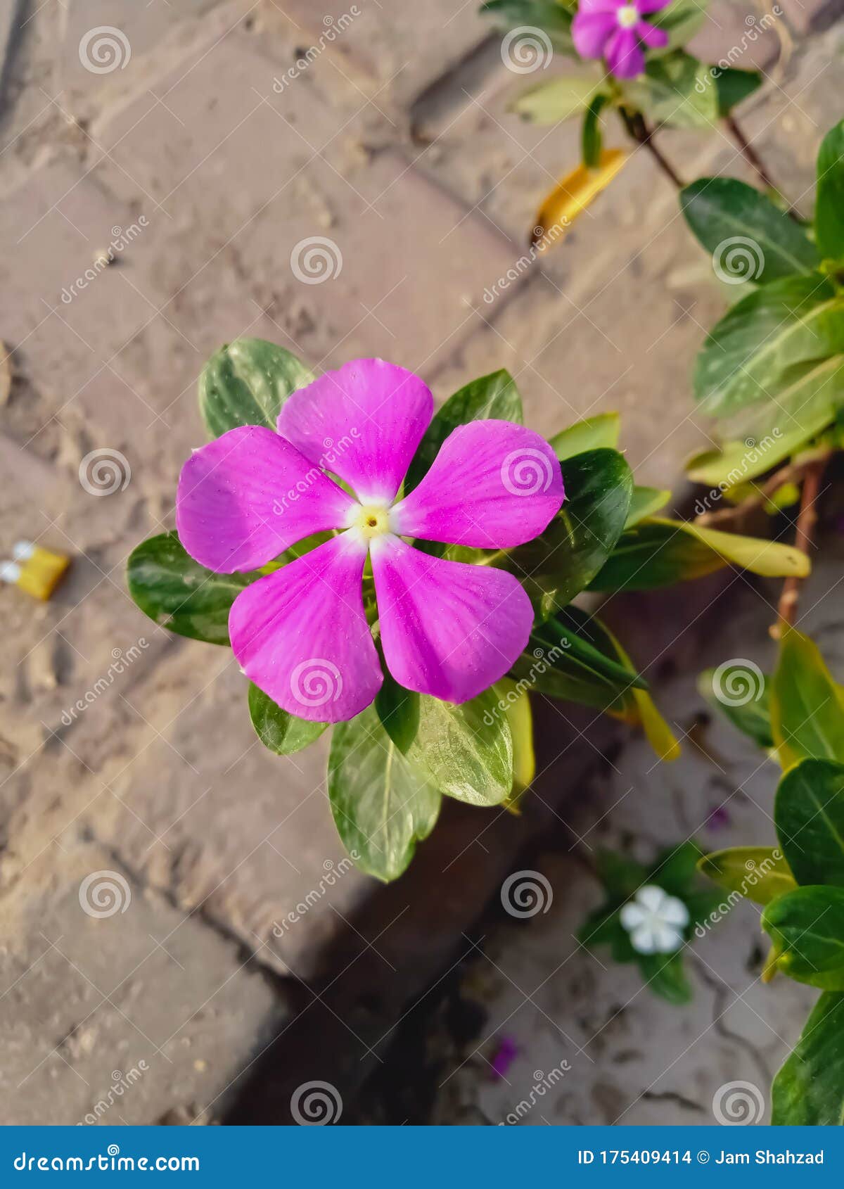 Close Up of Red Periwinkle Flower. Stock Photo - Image of drops, bloom ...