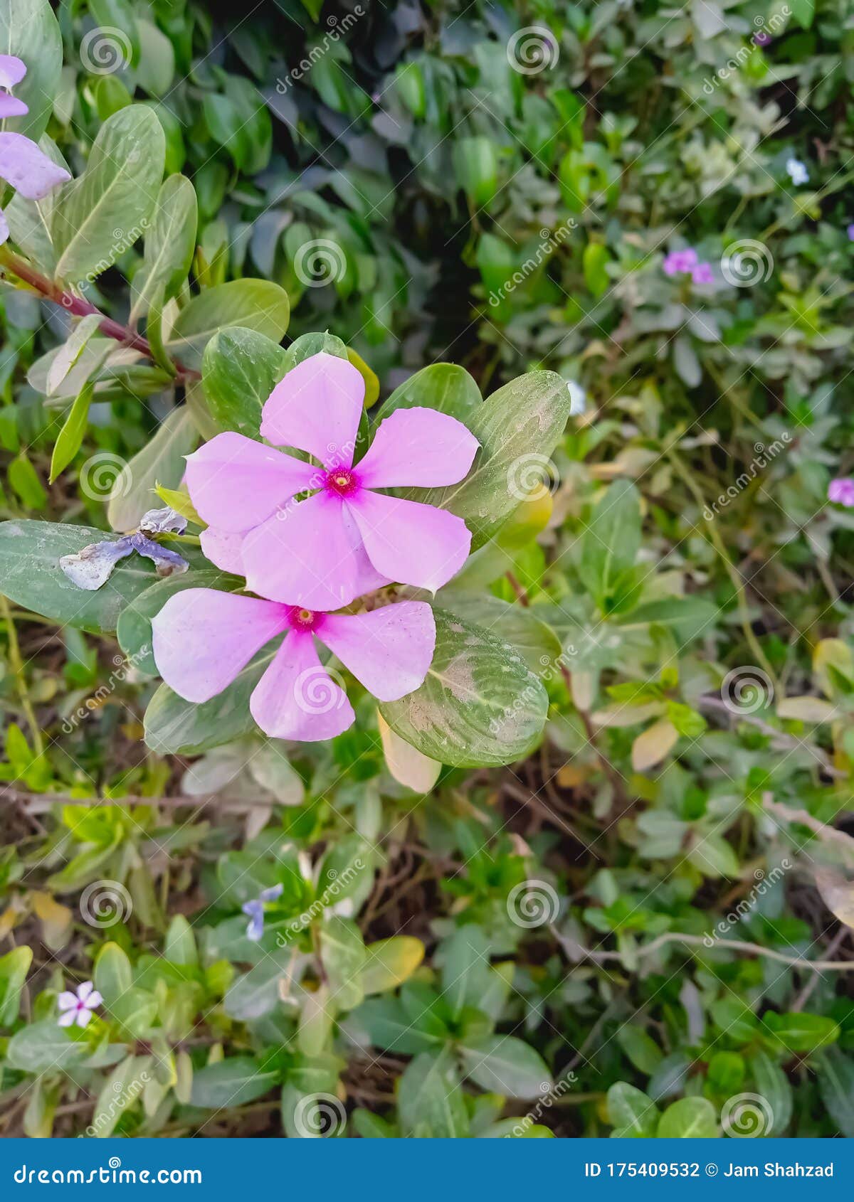 Close Up of Red Periwinkle Flower. Stock Photo - Image of plant, fresh ...