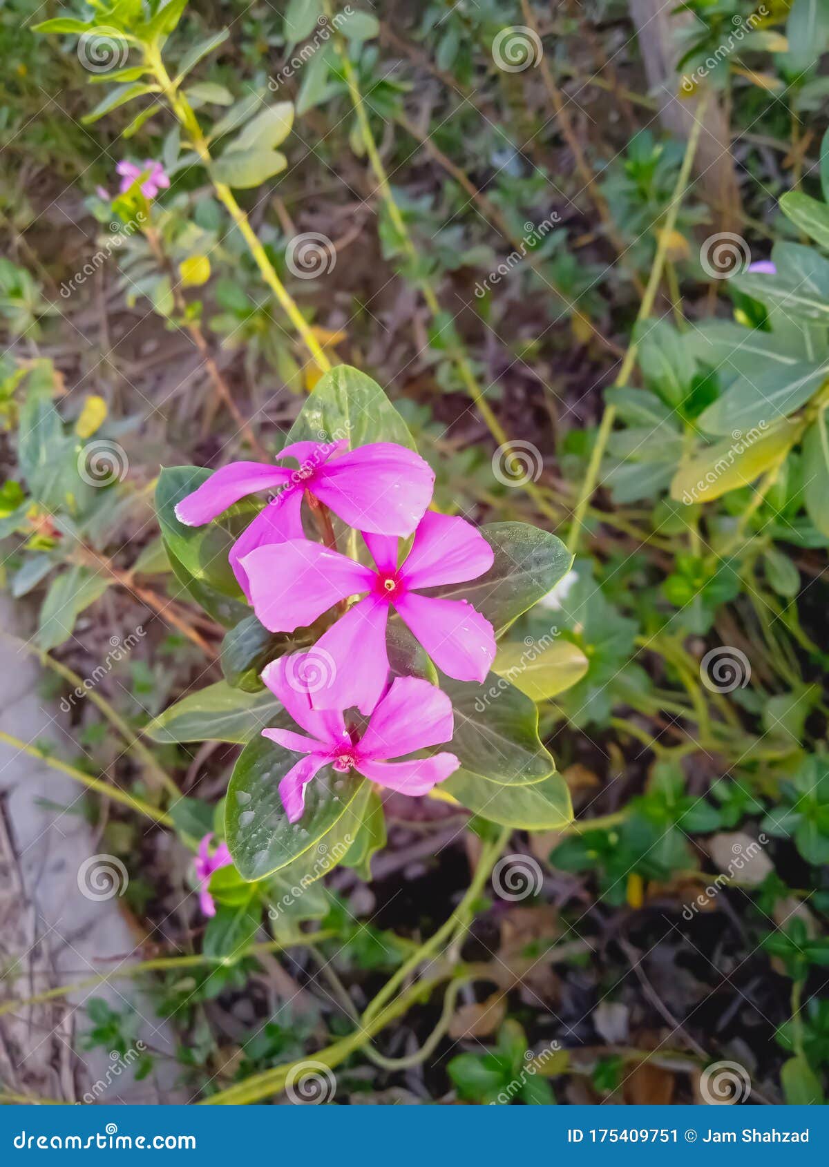 Close Up of Red Periwinkle Flower. Stock Image - Image of periwinkle ...