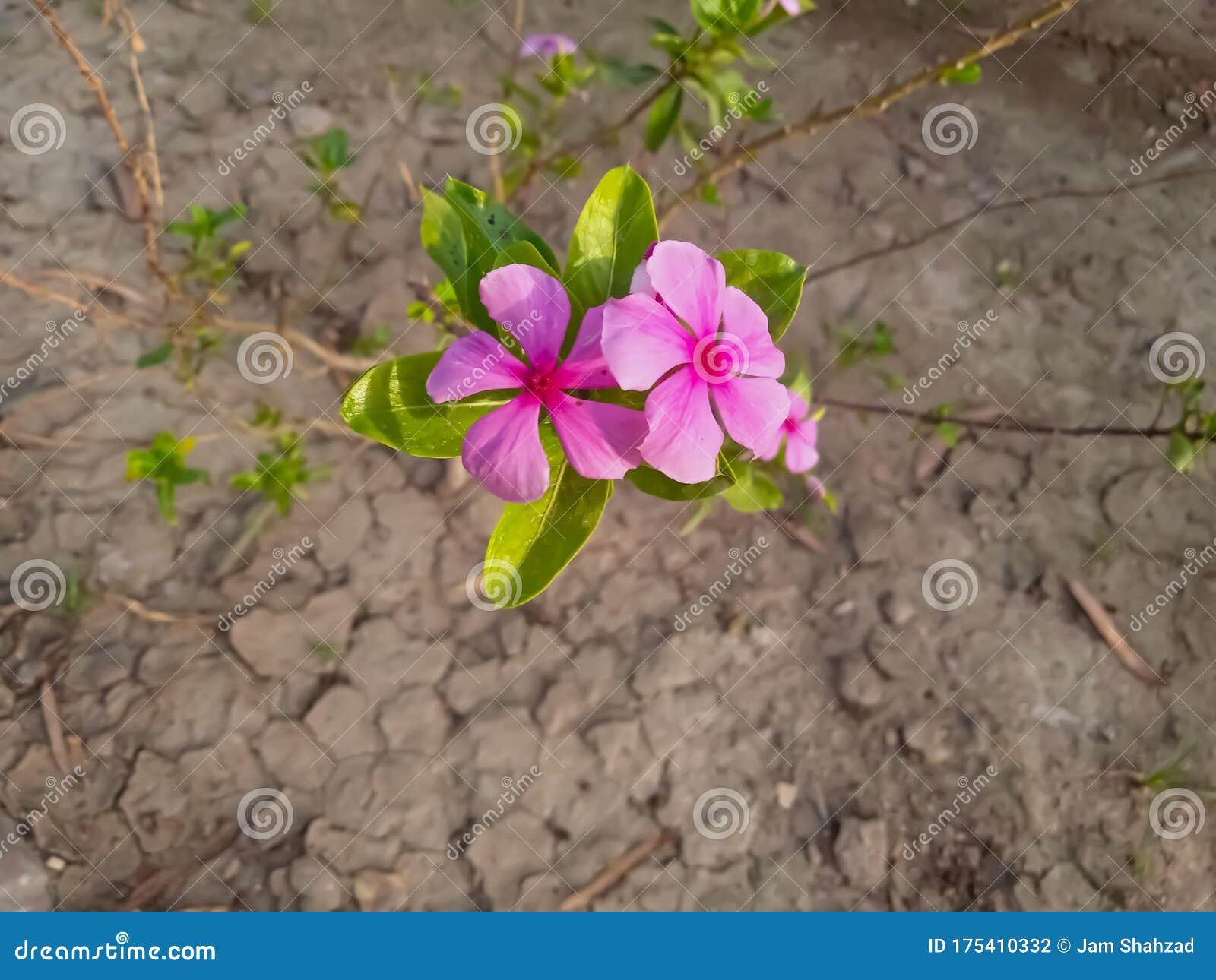 Close Up of Red Periwinkle Flower. Stock Photo - Image of fresh, leaf ...