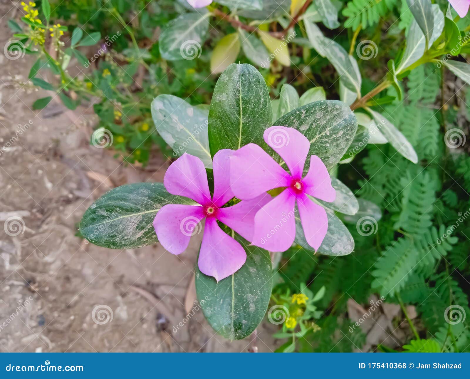 Close Up of Red Periwinkle Flower. Stock Photo - Image of beautiful ...