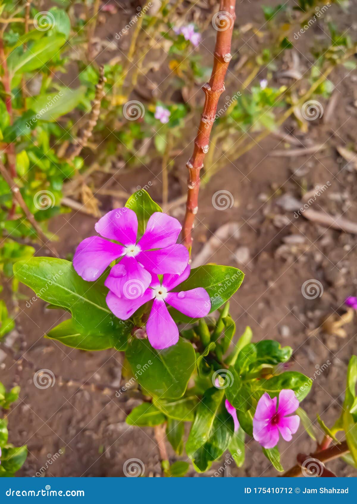 Close Up of Red Periwinkle Flower. Stock Photo - Image of bloom, close ...
