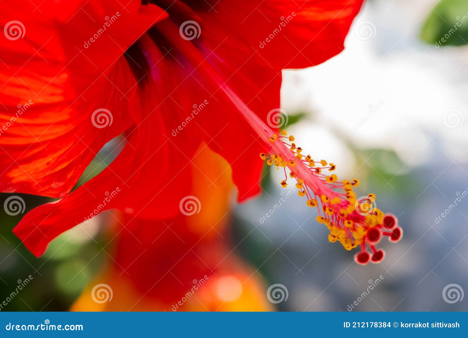Close Up of Red Pollen Hibiscus Rosa Sinensis Texture Background Stock ...