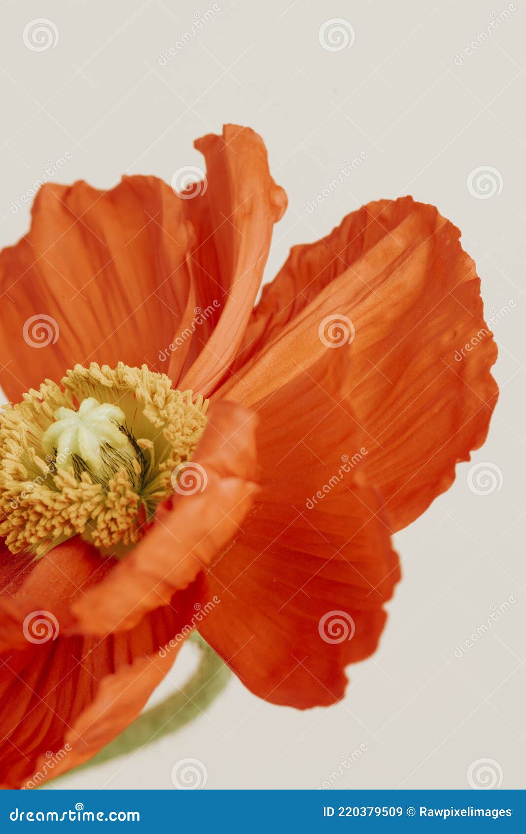 Close Up of Red Poppy Flower on Beige Background Stock Image - Image of ...