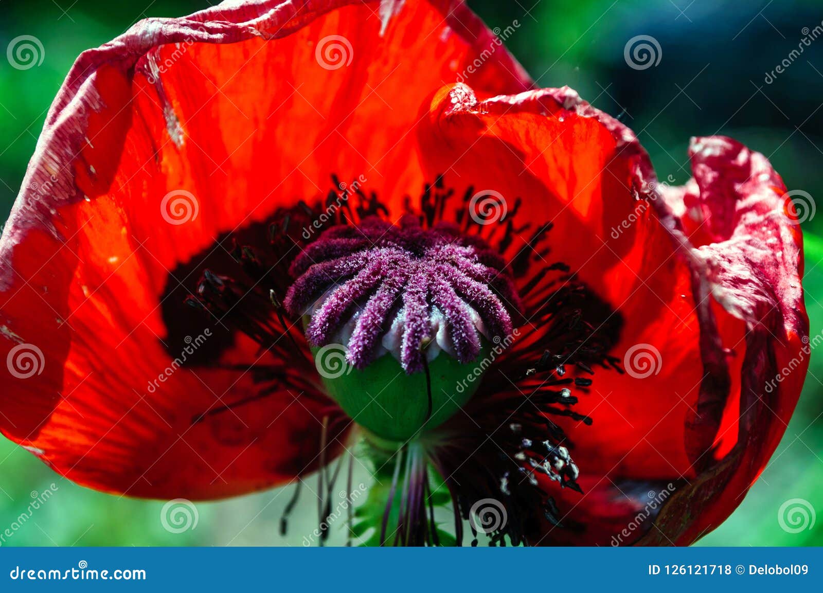 Close Up of Red Poppy Flower. Stock Photo - Image of idyllic, summer ...