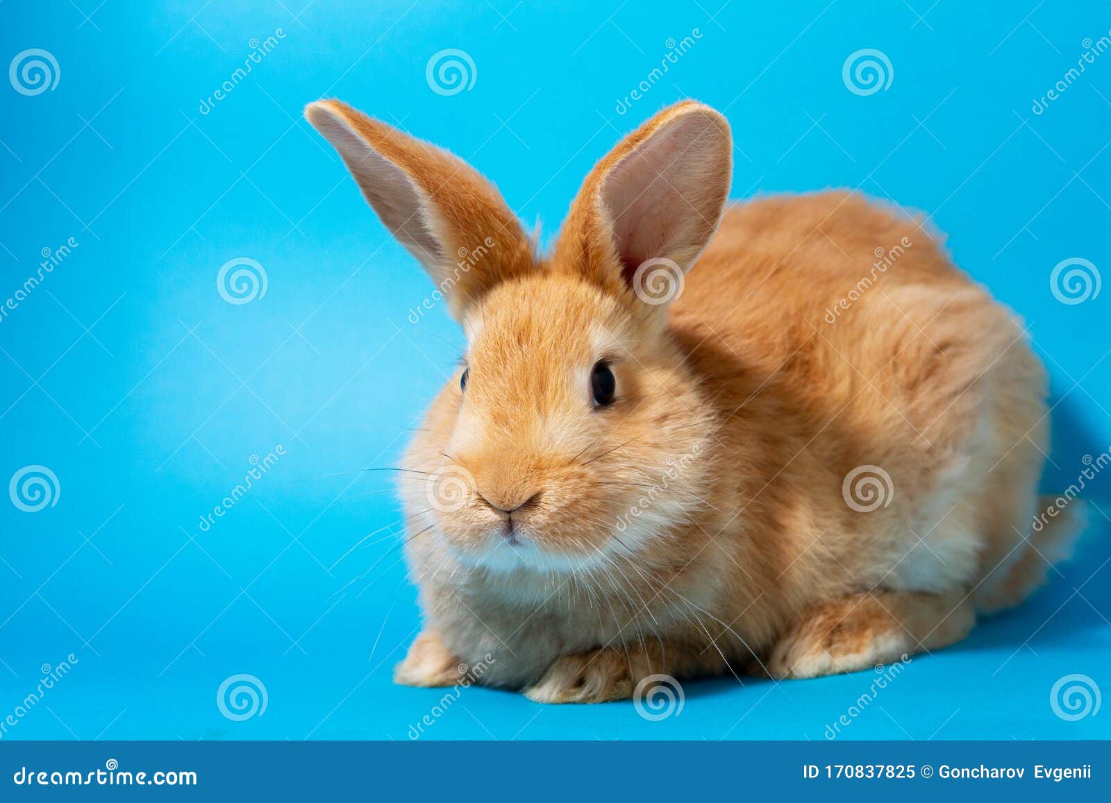 Close-up of a Red Rabbit on a Pastel Blue Background . the Easter Bunny ...