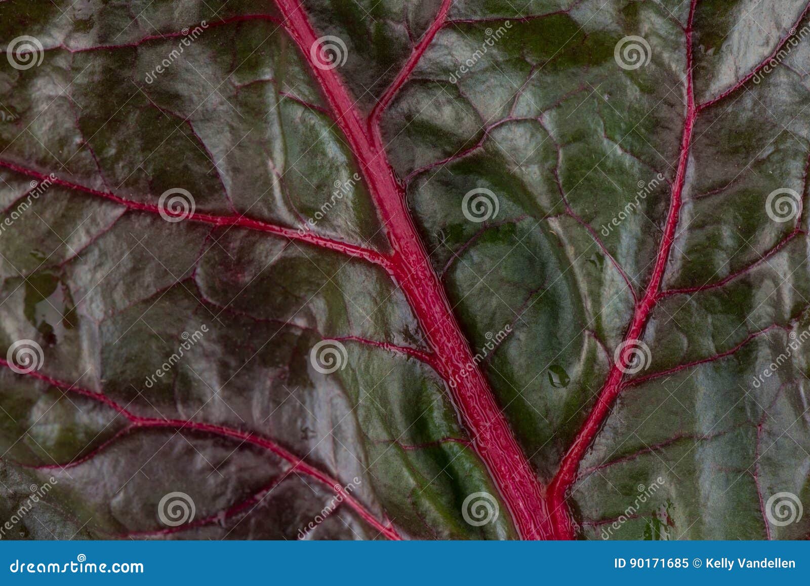 Close Up of Red Rainbow Chard Leaf Fills Frame Stock Image - Image of ...