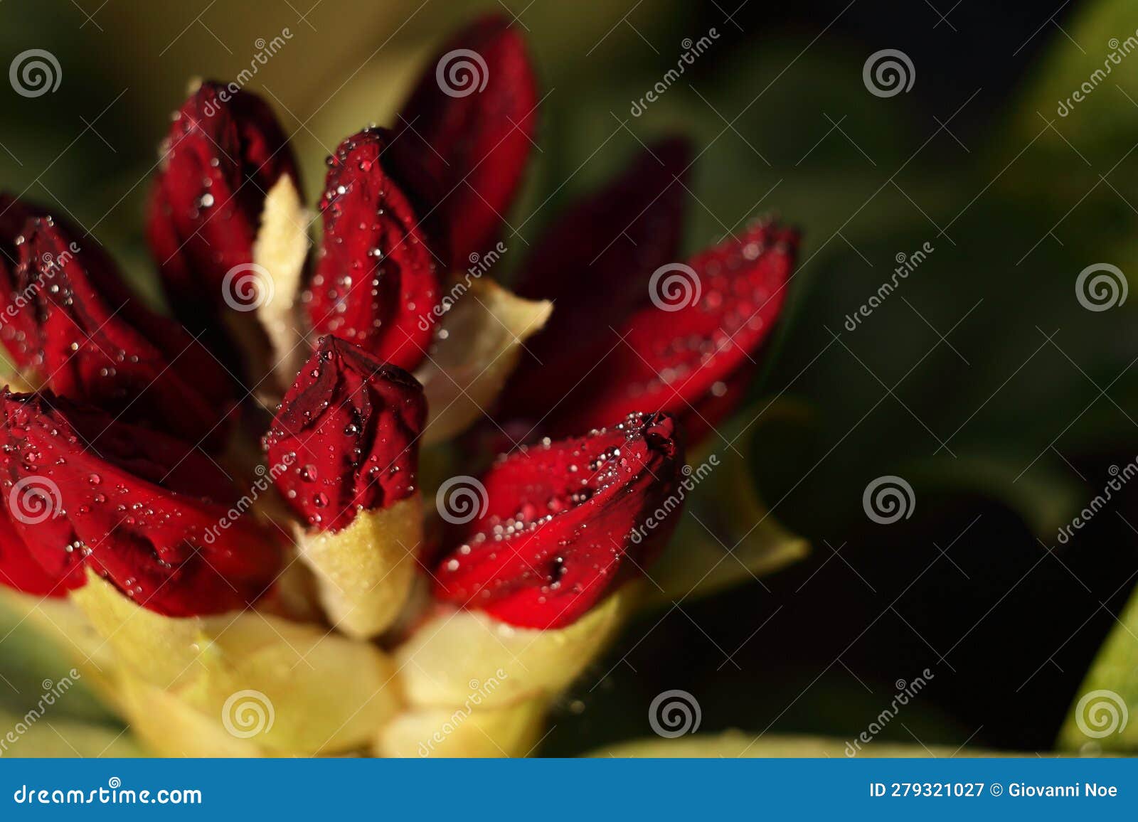 Close Up of Red Rhododendron Flower Bud Stock Image - Image of color ...