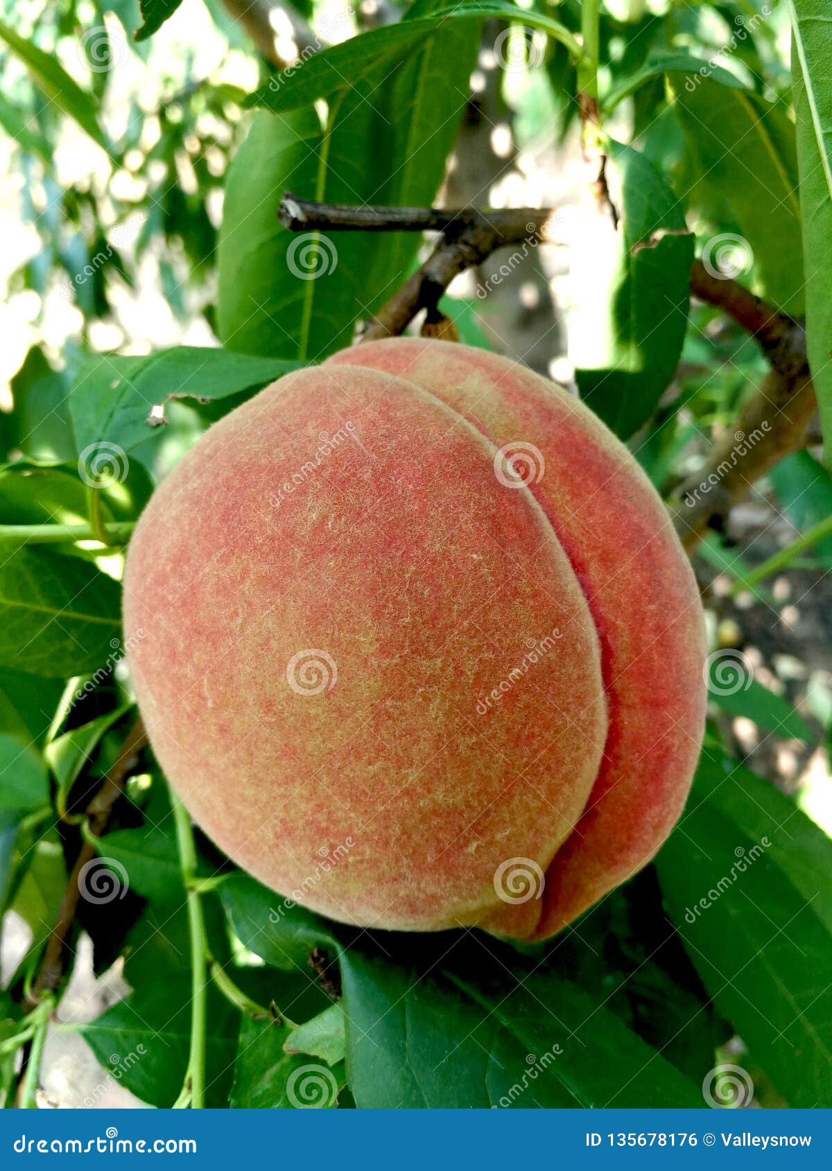 Ripe peach stock photo. Image of leaves, food, close - 135678176