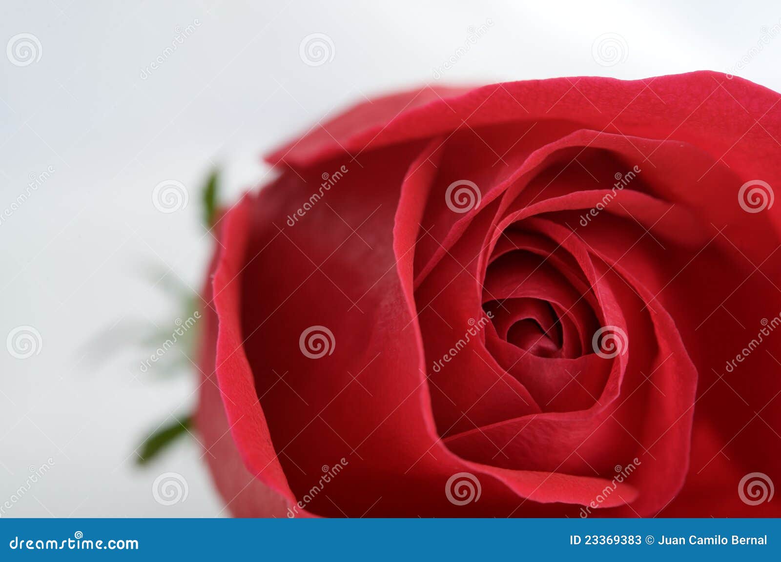 Close-up of red rose stock image. Image of adornment - 23369383