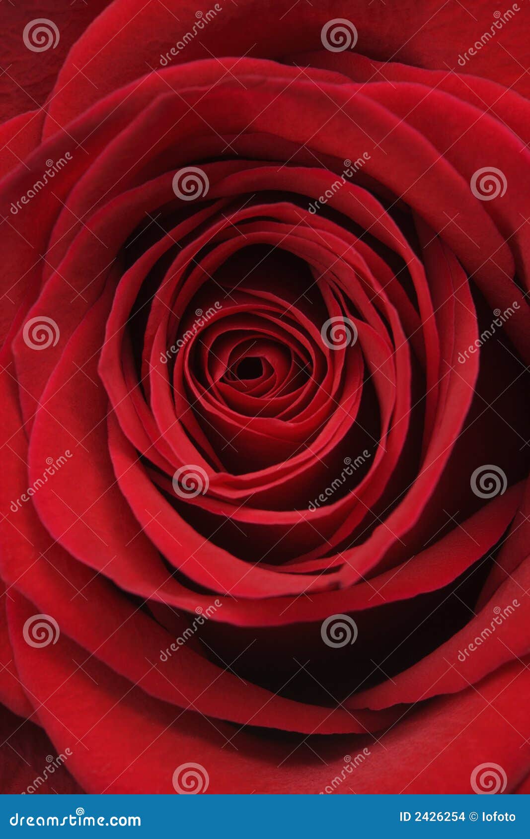 Close-up of red rose. stock photo. Image of roses, 070216q0462 - 2426254
