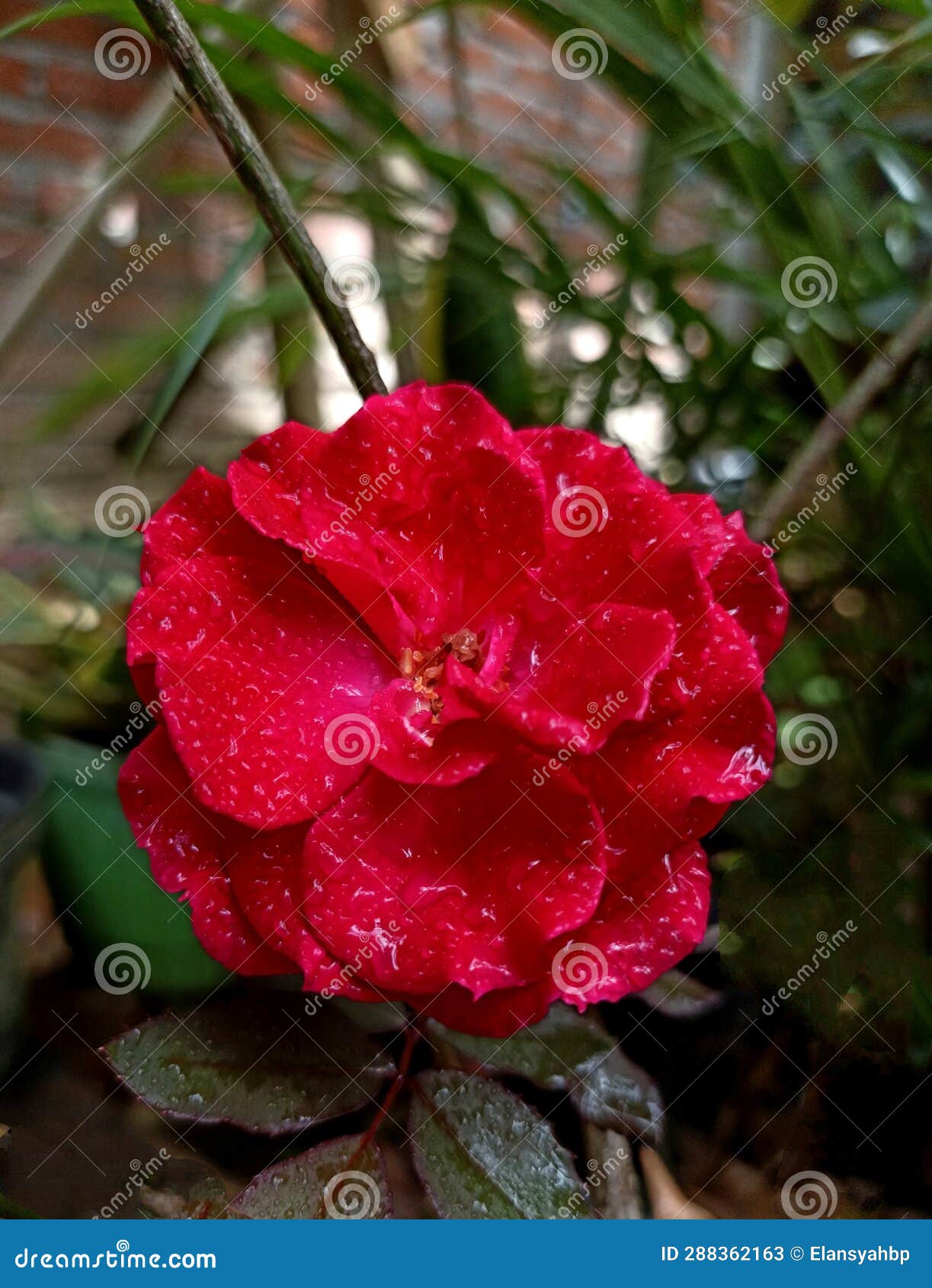 Close-up Red Rose stock image. Image of beautiful, rose - 288362163