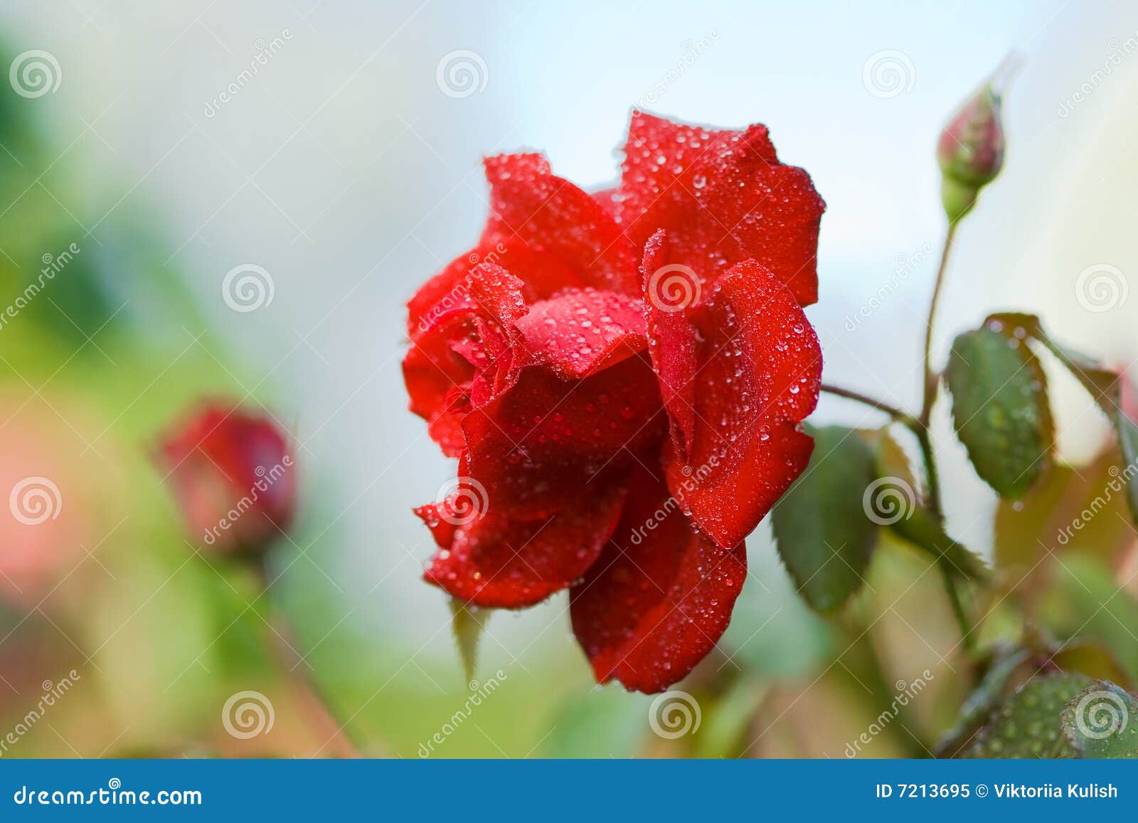 Close-up of red rose stock image. Image of flora, landscape - 7213695