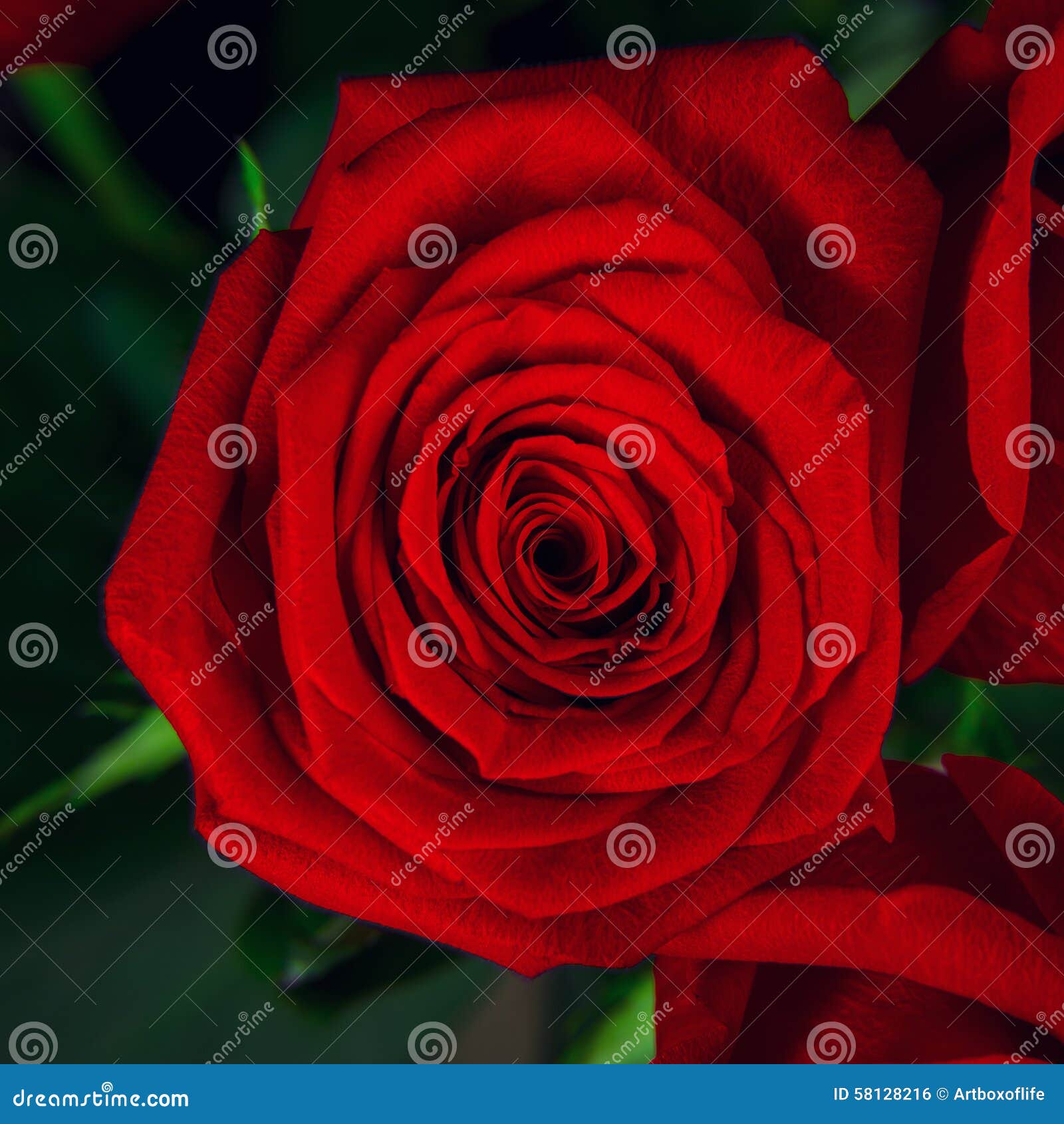 Close up of red rose stock photo. Image of focus, gift - 58128216