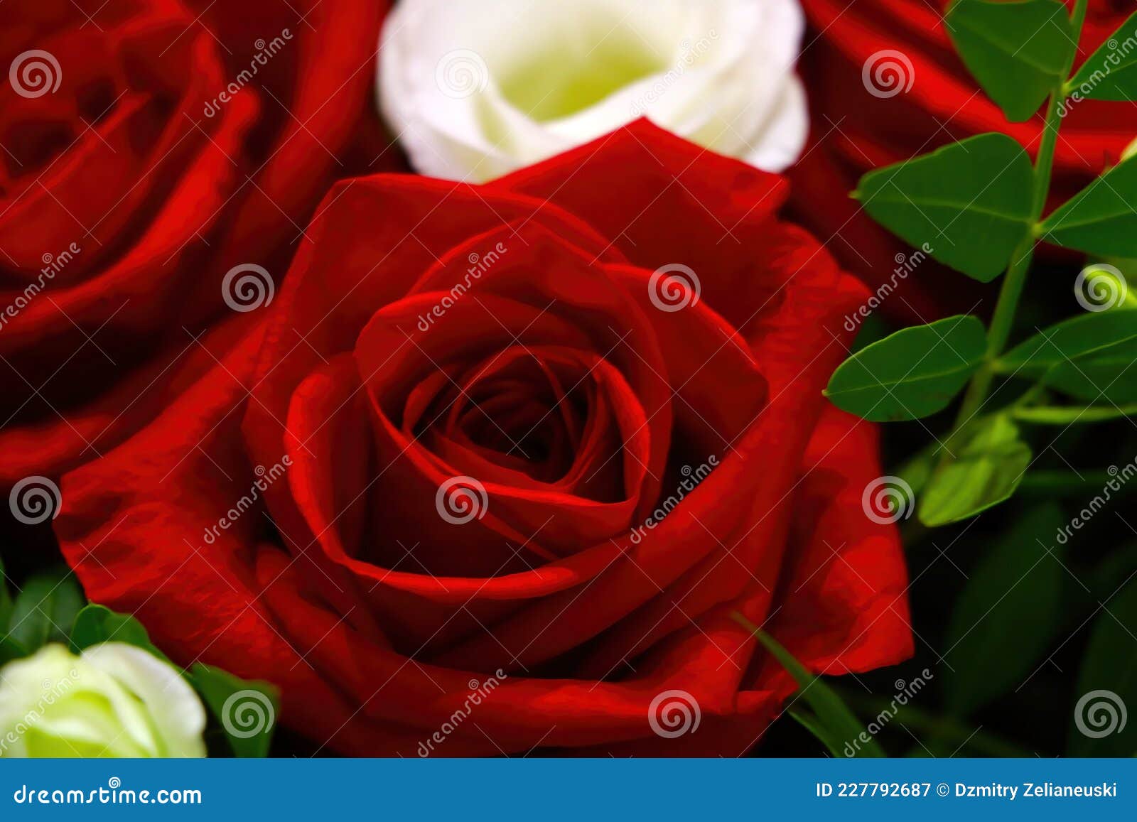 Close-up of a Red Rose in a Bouquet for Congratulations Stock Image ...