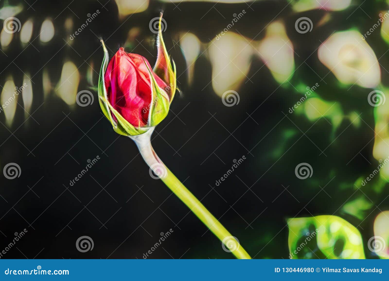 Close Up Red Rose Bud and Leaves Stock Photo - Image of leaf, freshness ...