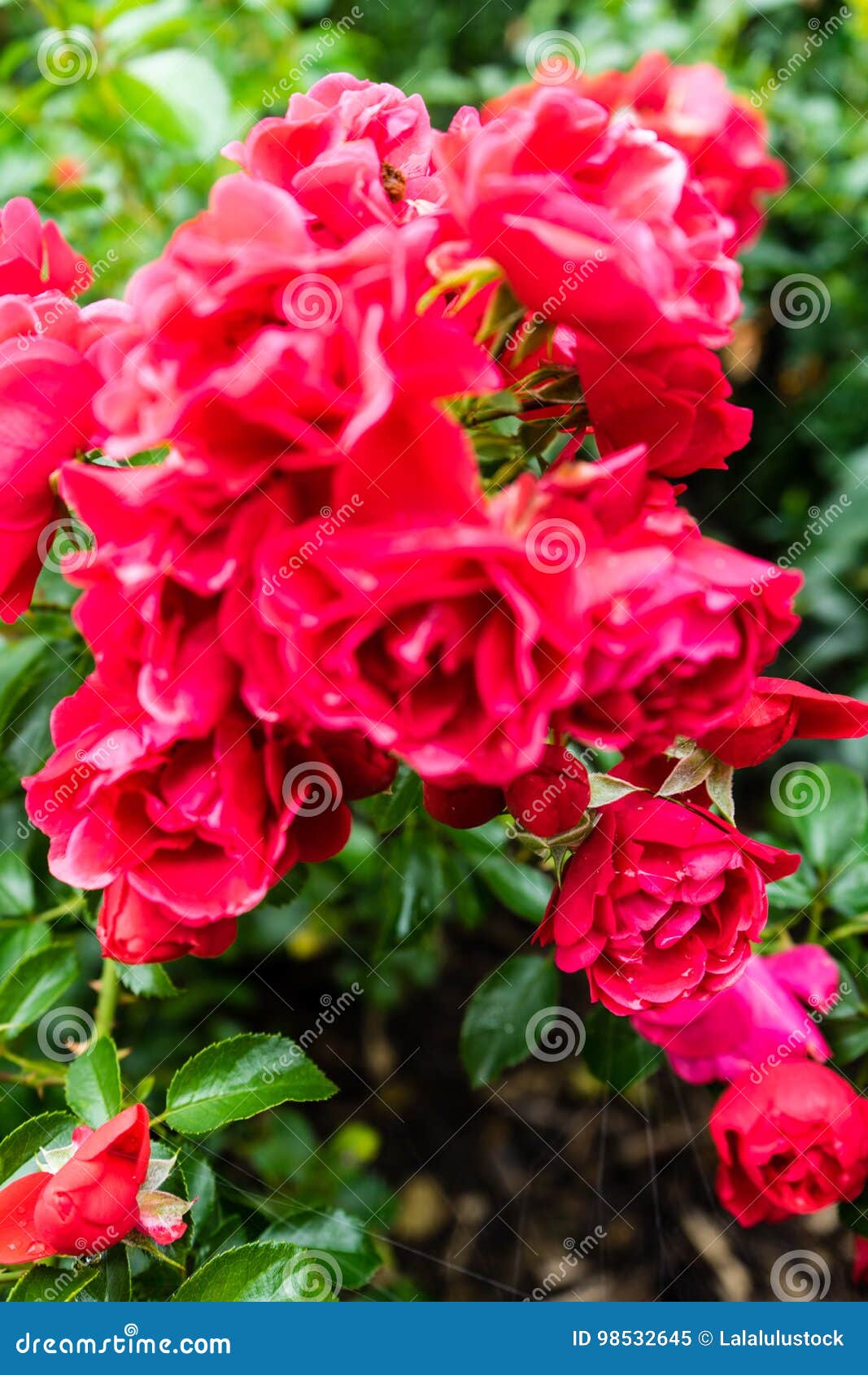 Close Up of a Red Rose Bush in a Park Stock Image - Image of nature ...