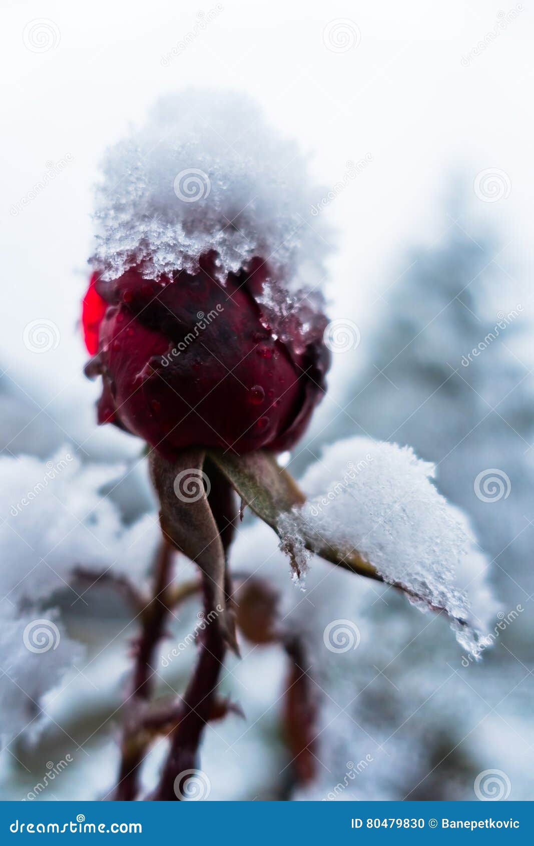Close Up of a Red Rose Covered with Snow Stock Photo - Image of ...