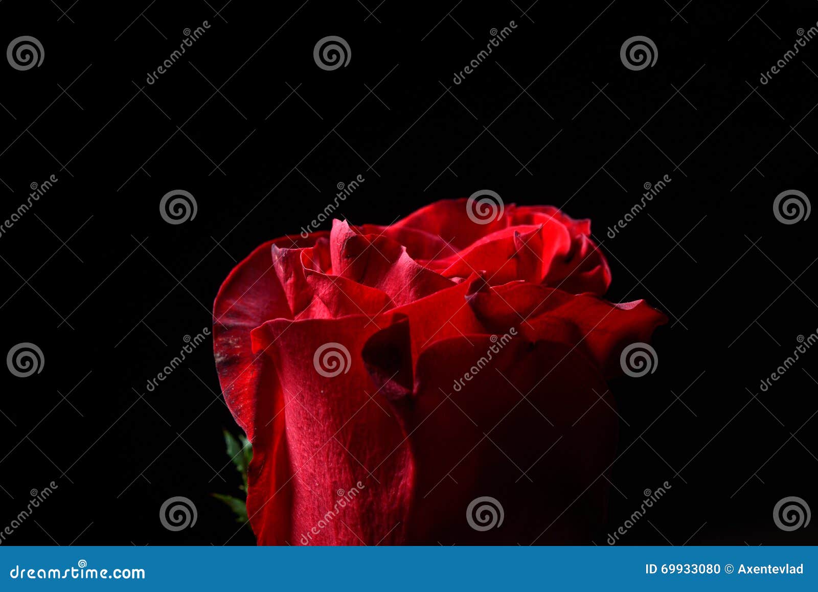 Close Up of Red Rose with Dramatic Lighting on Black Background Stock ...
