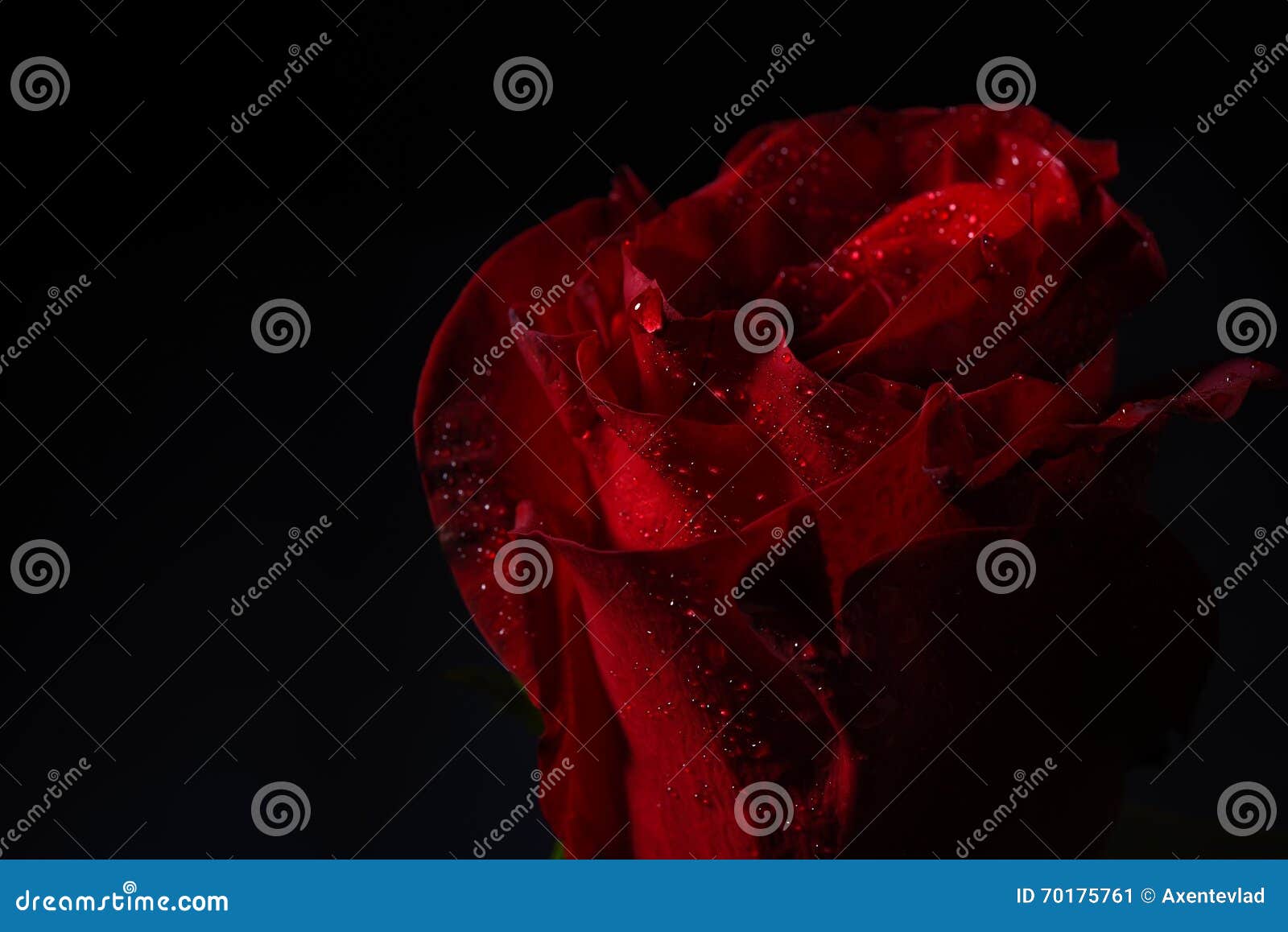 Close Up of Red Rose with Dramatic Lighting on Black Background Stock ...