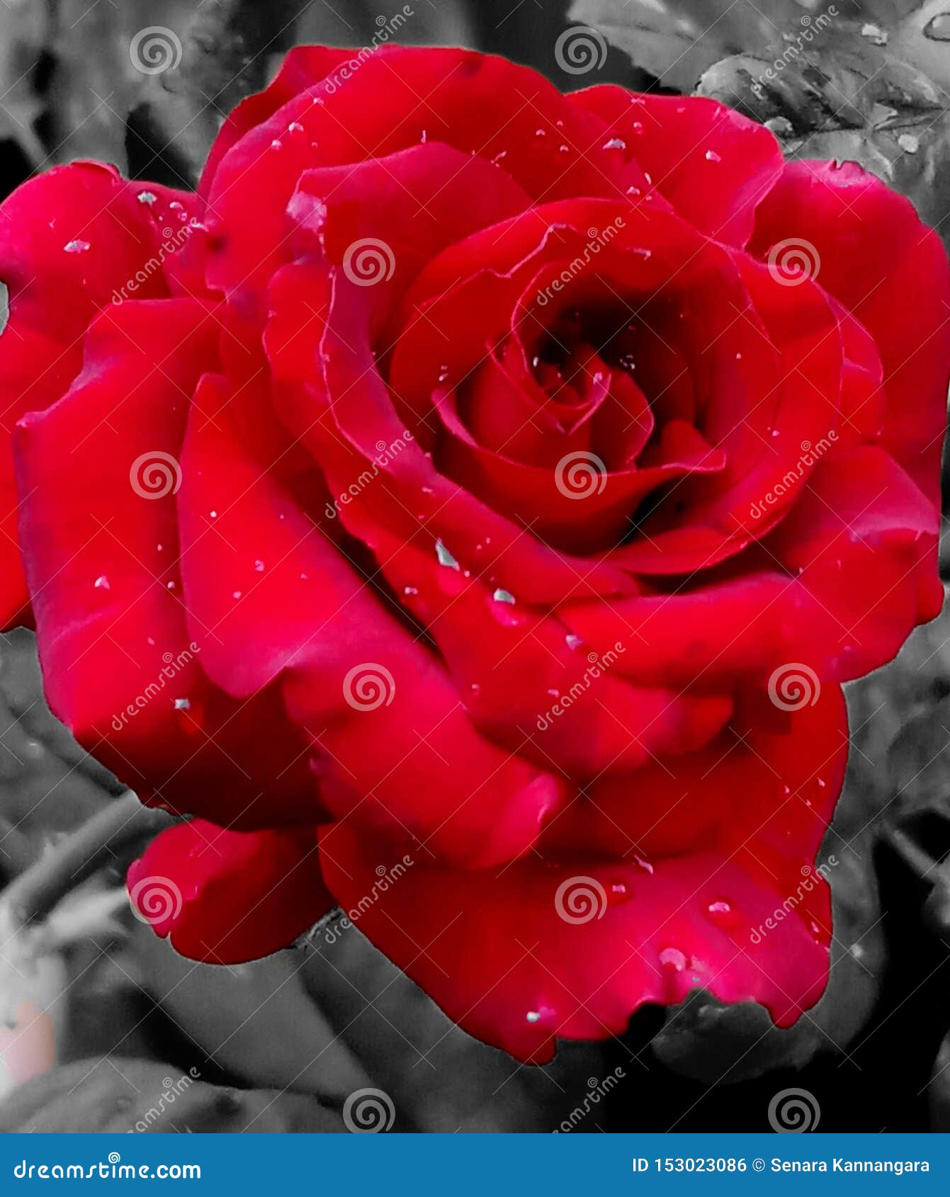 Close-up on an red rose stock photo. Image of rose, closeup - 153023086