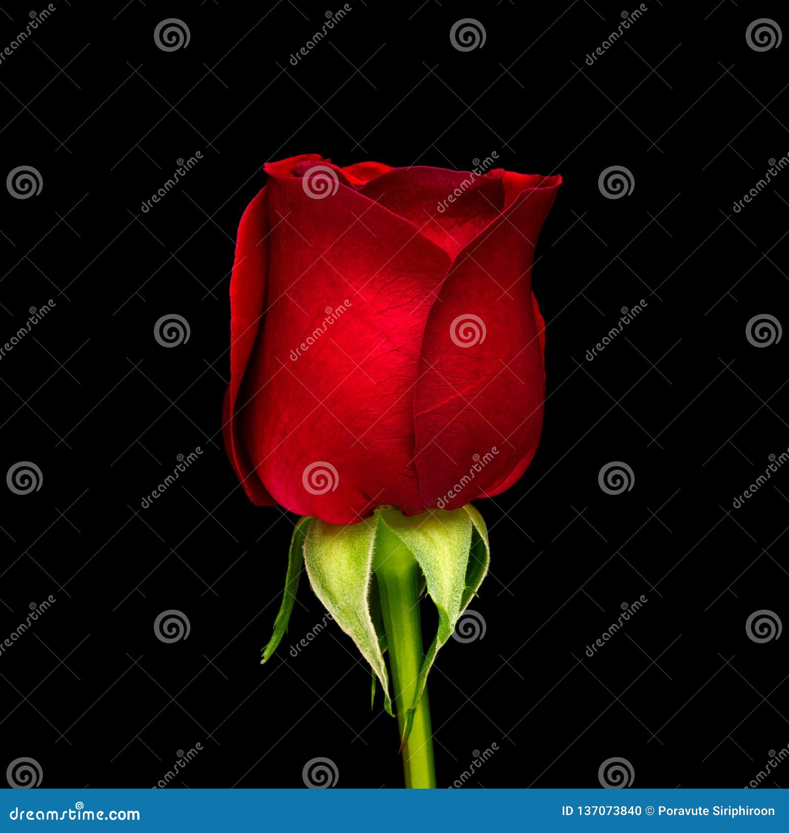 Close up red rose flower stock photo. Image of sepal - 137073840